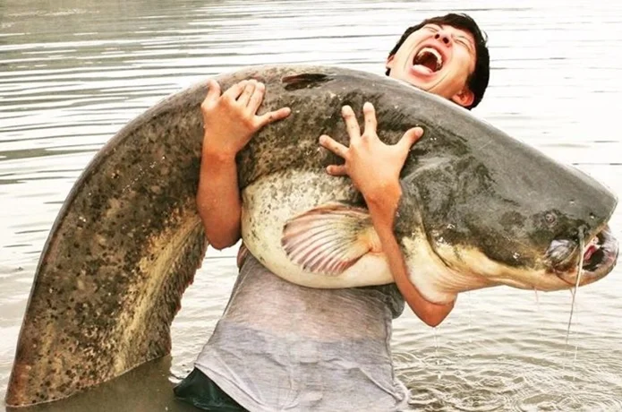 巨大ナマズ – みらいの風通信